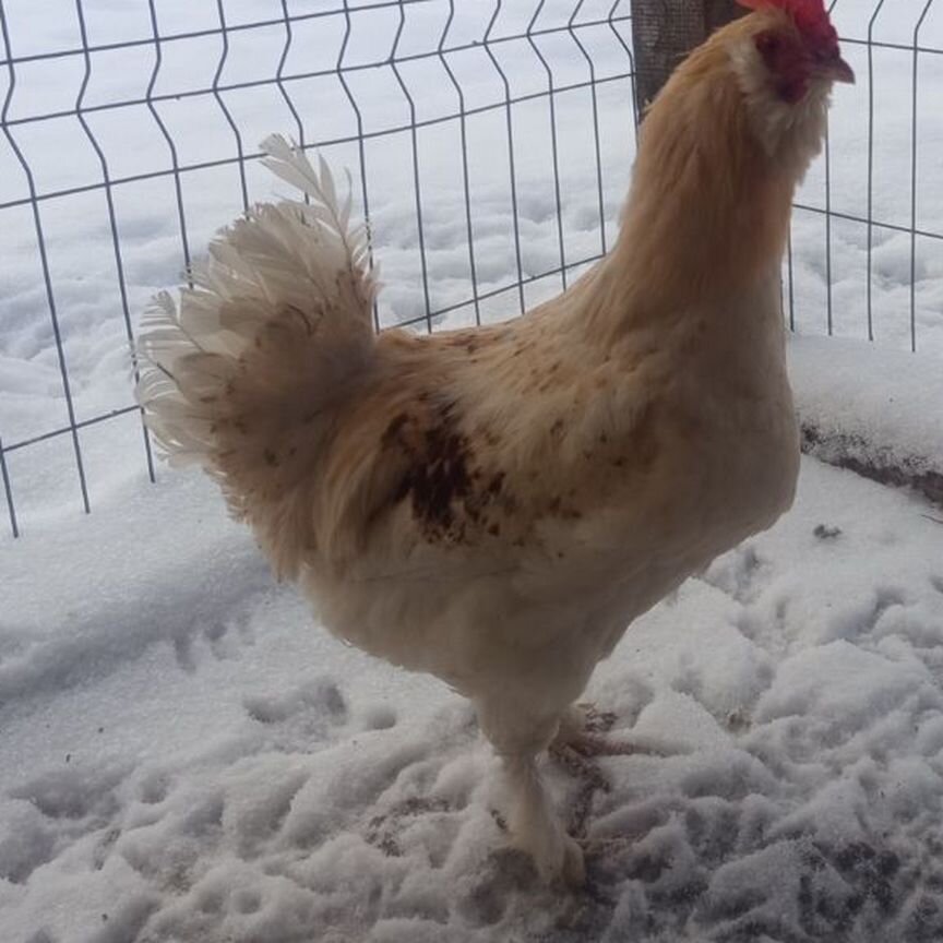 Петух Фаверволь