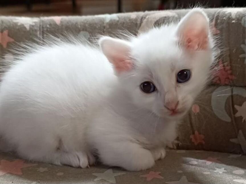 Кошка Ангора с документами