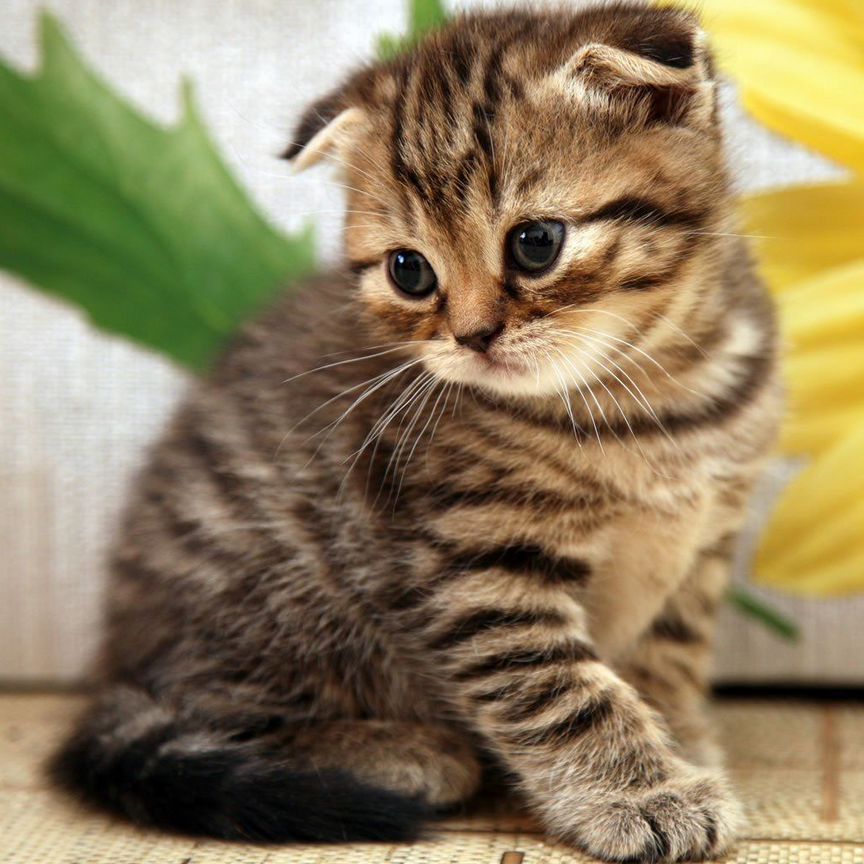 Шотландский вислоухий короткошёрстный котёнок