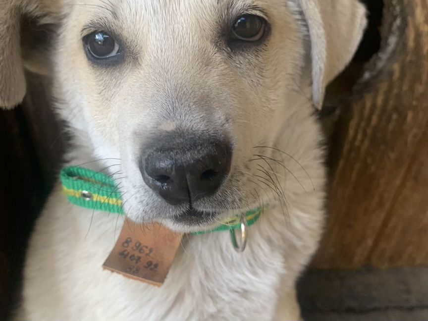 Шенок в добрые руки