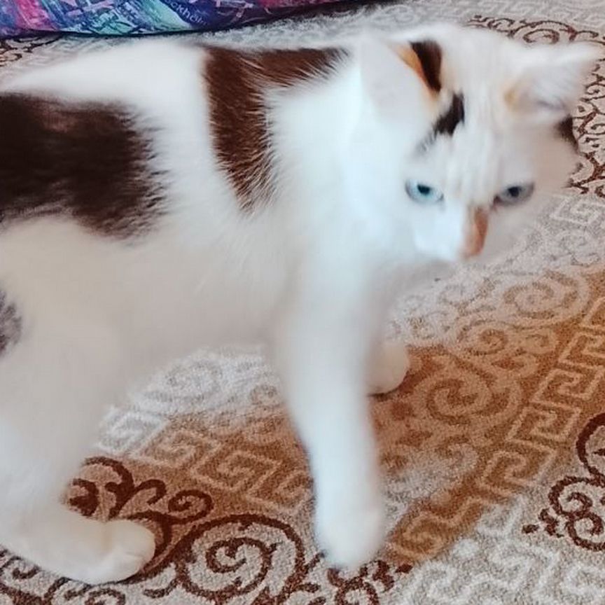 Взрослая, кошка в добрые руки