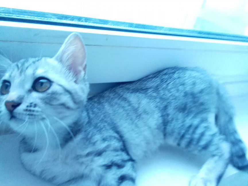 Котенок 3 мес
