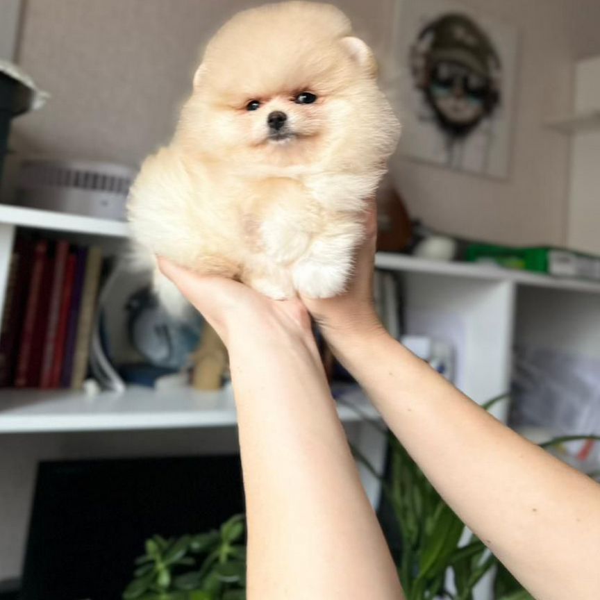 Померанский шпиц, щенок