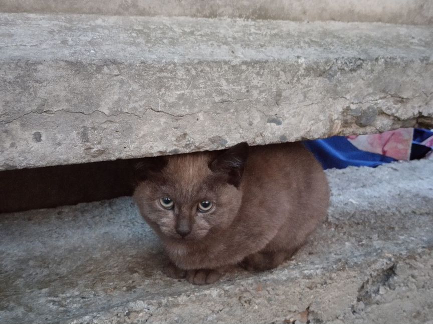 Котята-метисы в добрые руки