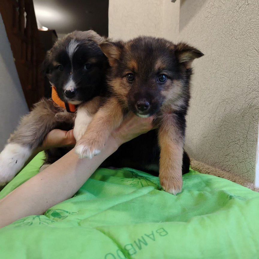 Щенки малыши. Верные друзья