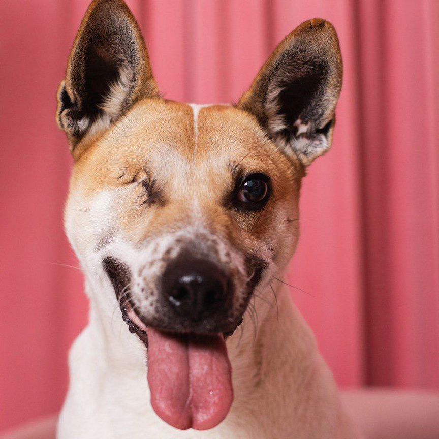 Взрослая собака в добрые руки