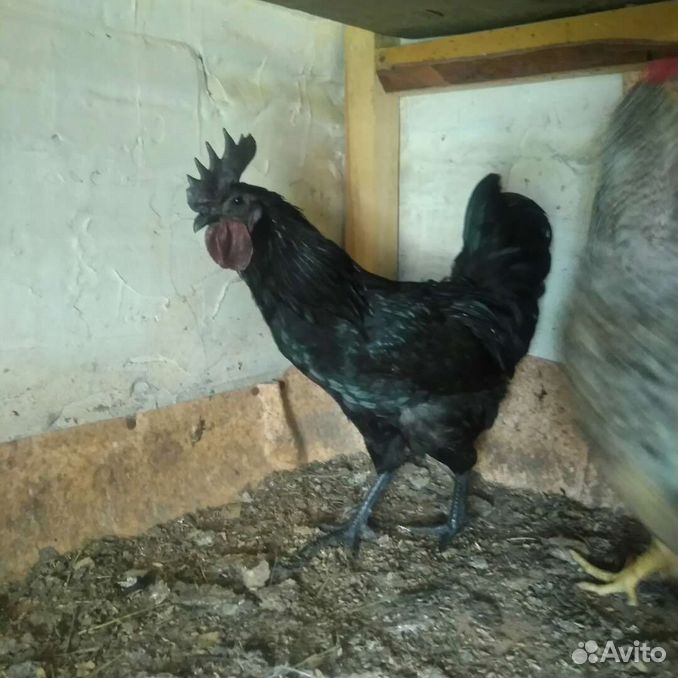 Петухи китайские шелковые и ухей илюй