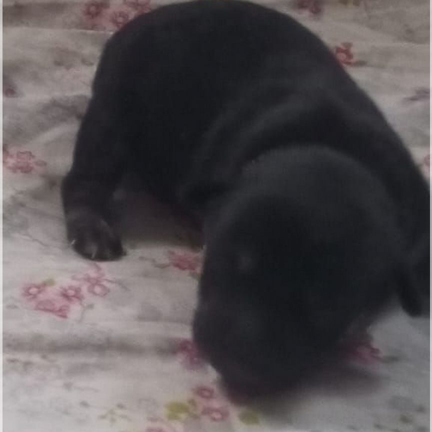 Русский той-терьер, щенок