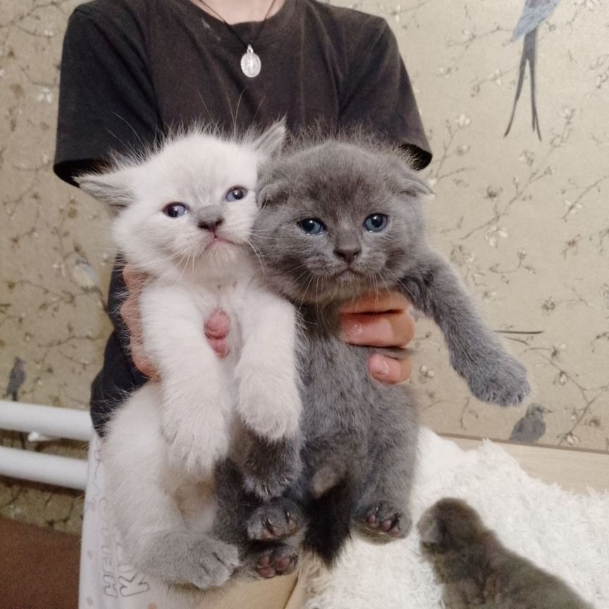 Шотландская вислоухая кошка