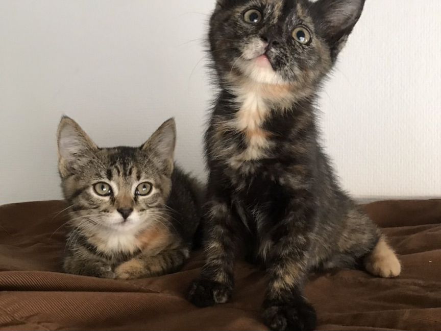 Котята - веселые и нежные ребята