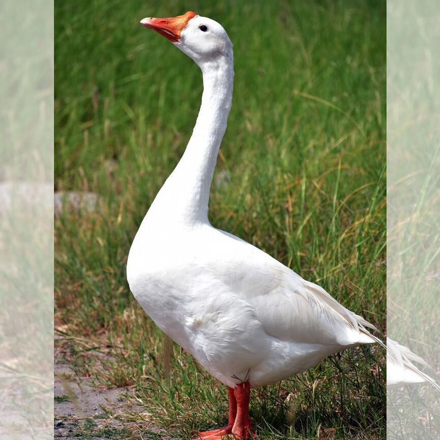 Пух гусиный