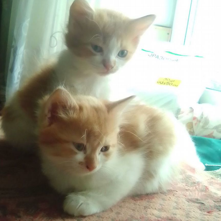 Отдаю рыжих котят