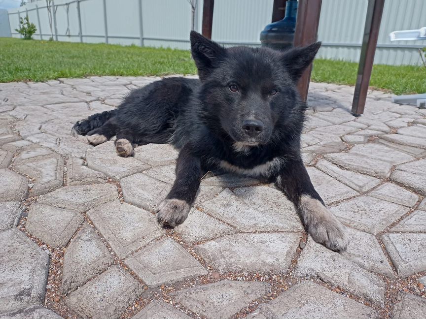 Собака в добрые руки