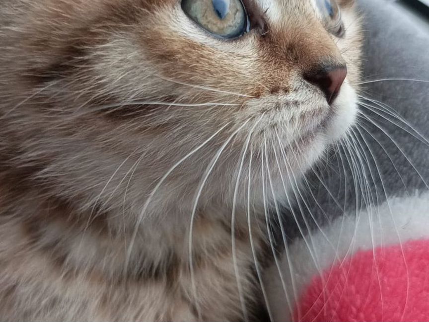 Вислоухая кошечка