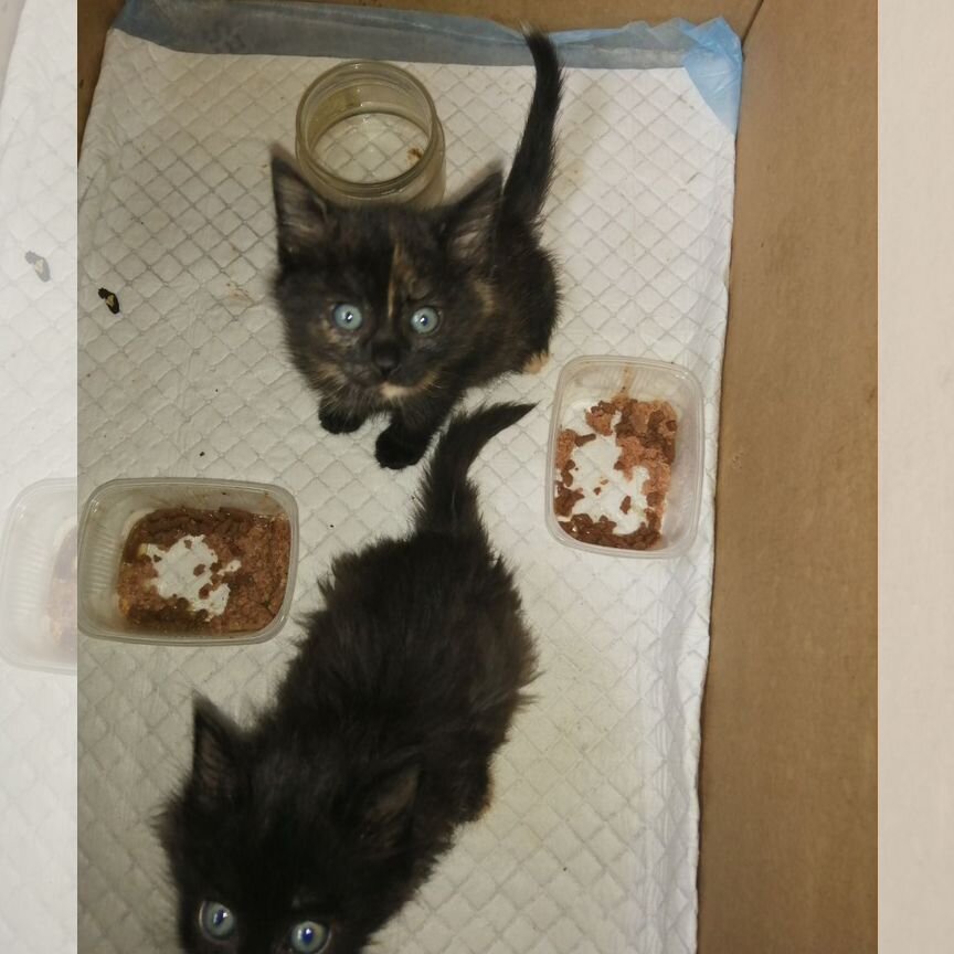 Котёнок в добрые руки