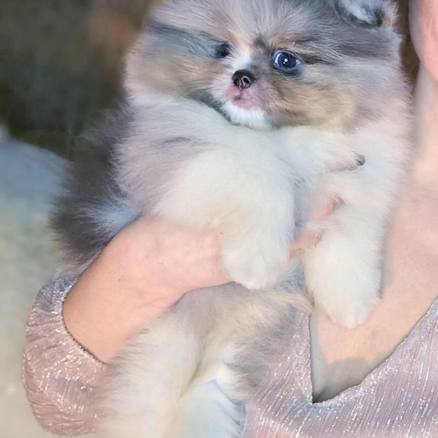 Шпиц