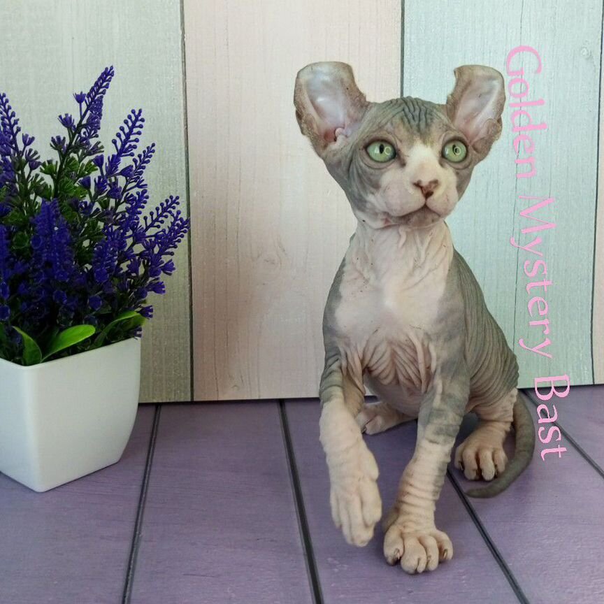 Эльф Сфинкс