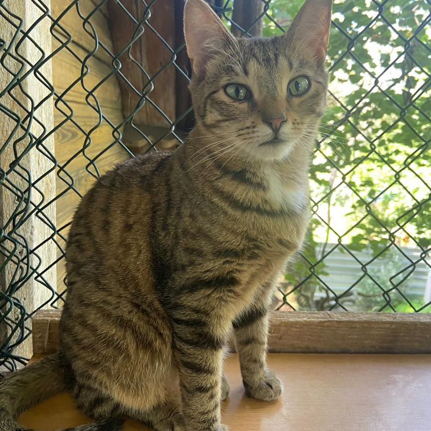 Фокси ищет семью