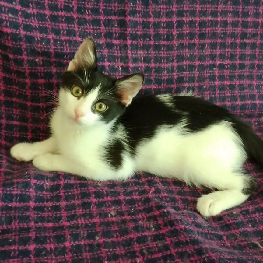 Котенок в добрые ручки