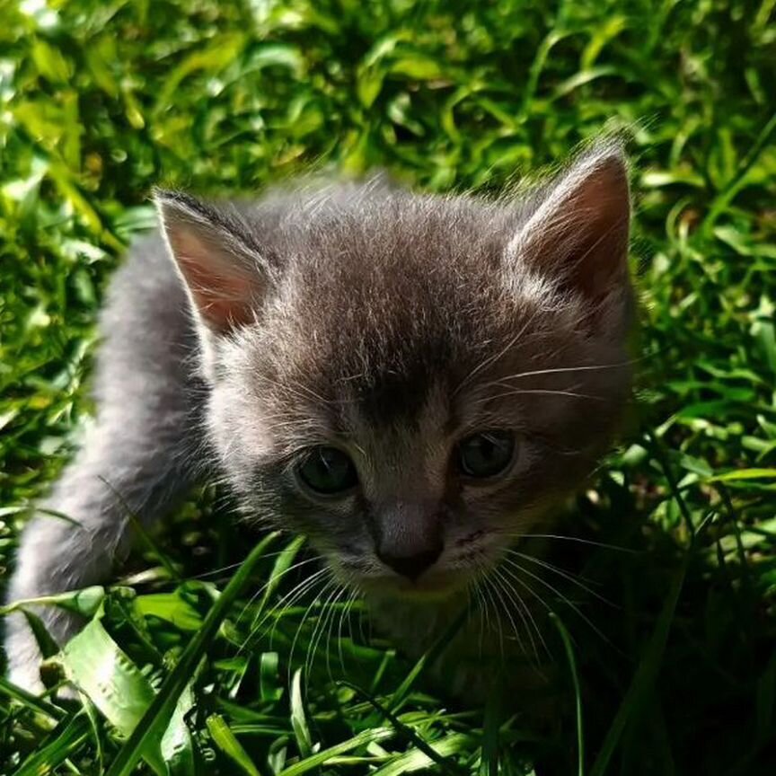 Котёнок в добрые руки