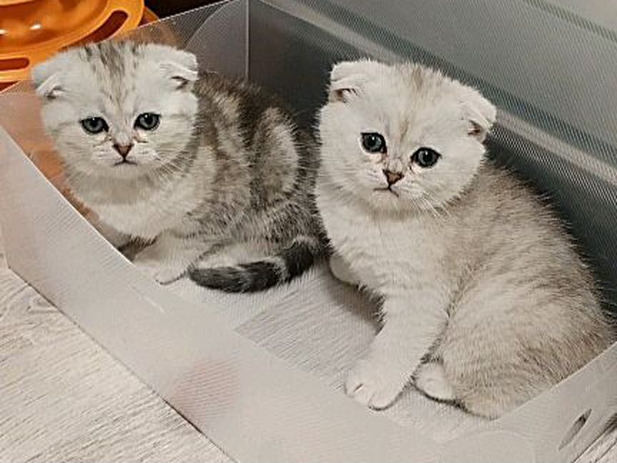 Шотландские вислоухие котята