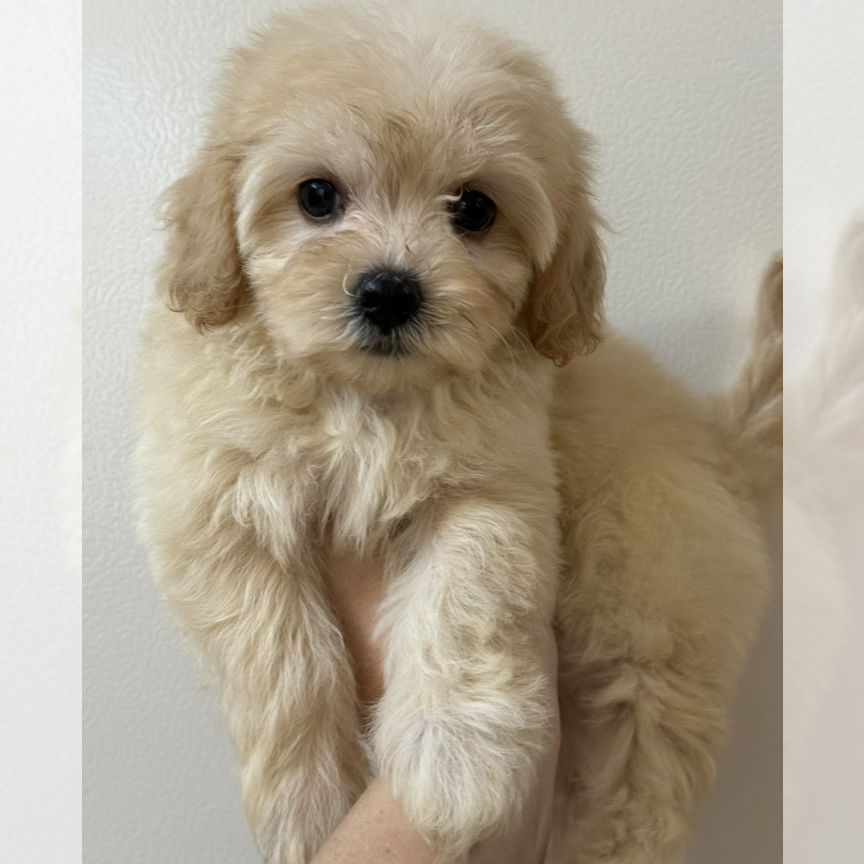 Мальтипу, щенок