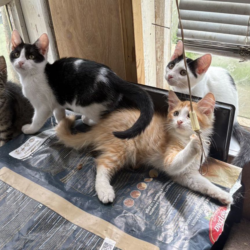 Котята в поисках дома