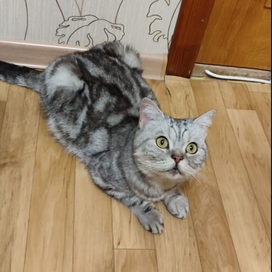 Кошечка