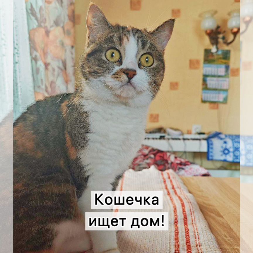 Взрослая, Девочка кошка в добрые руки