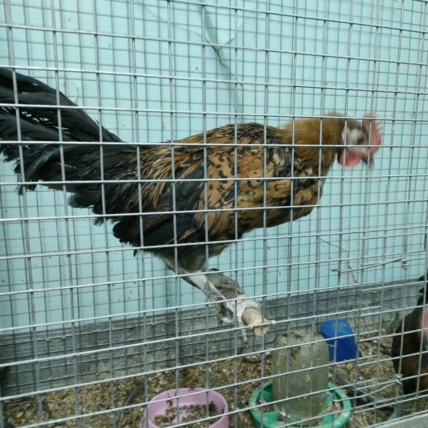 Петушки бентамские 2 шт