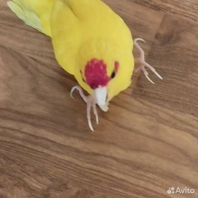 Попугай какарик