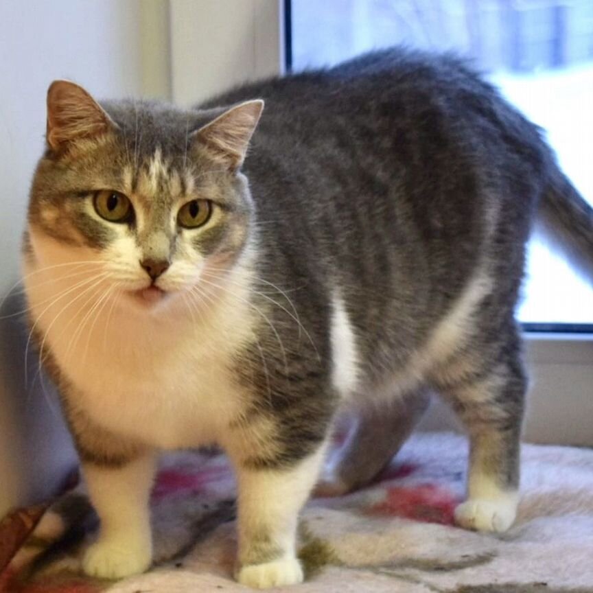 Британская короткошёрстная, взрослая кошка