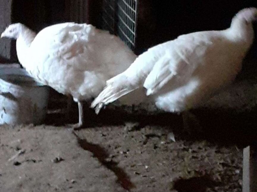 Индюшки молодые