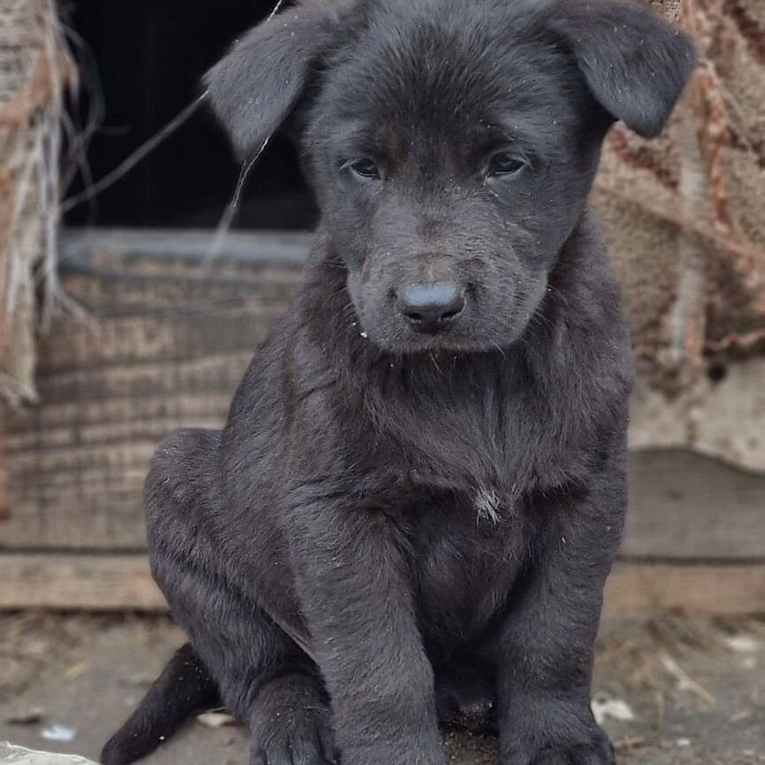 Щенок мальчик в добрые руки