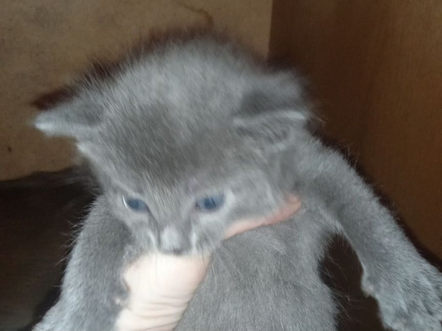 Русская голубая