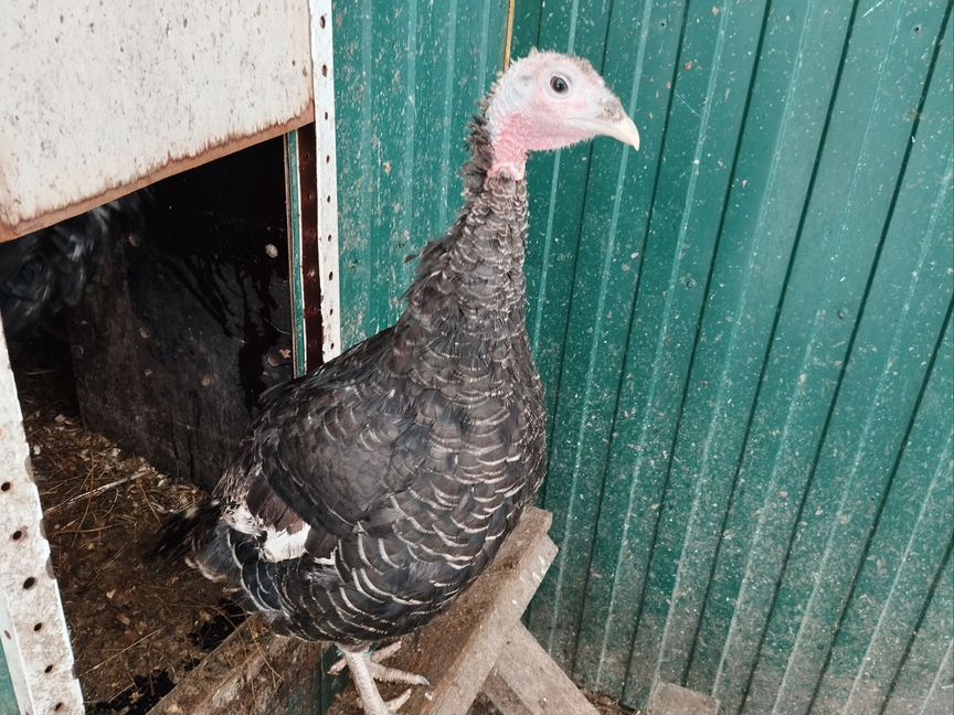 Северокавказские индюки и индюшки