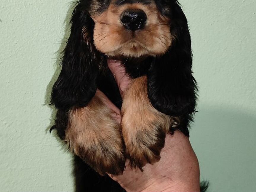 Английский кокер спаниель щенки