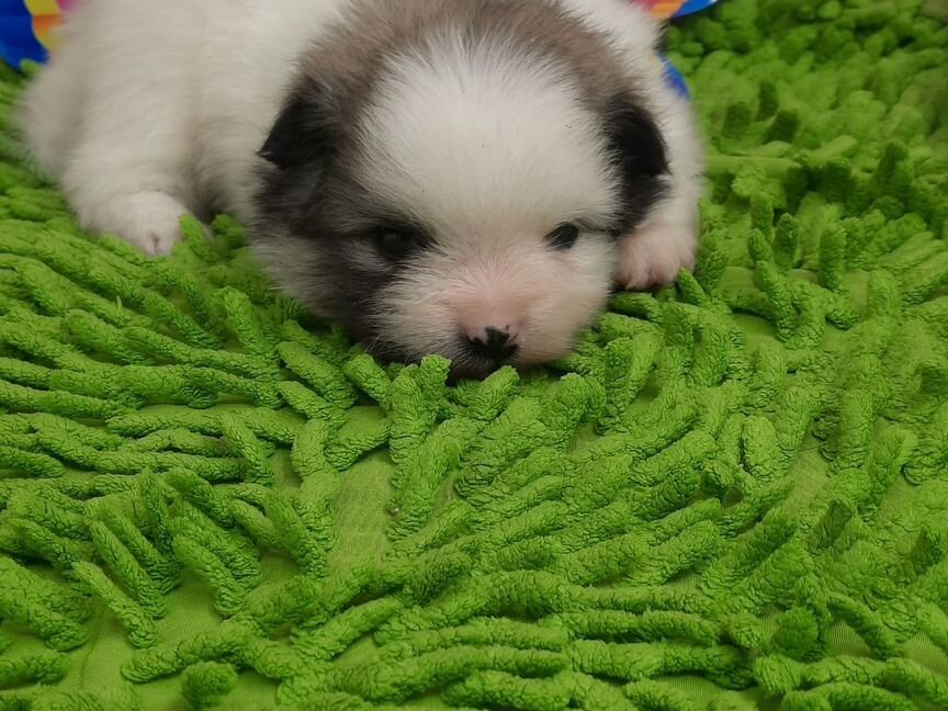 Патиколорный шпицемальчишка