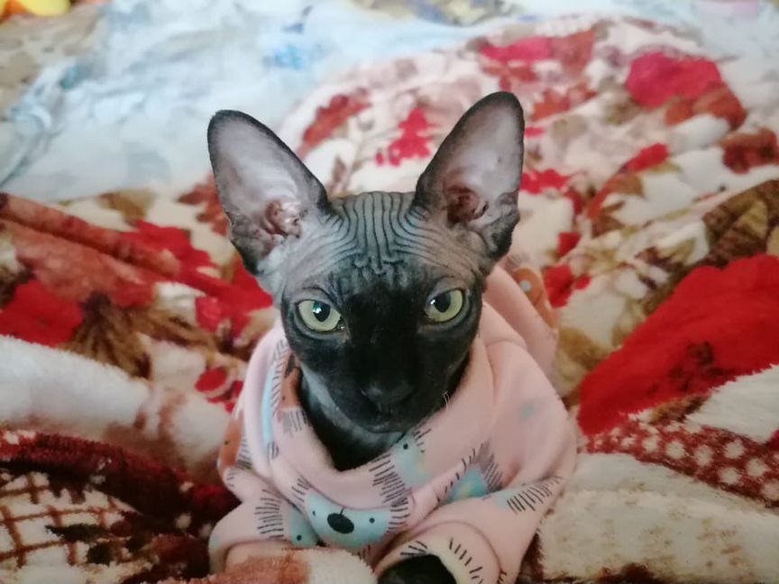 Канадский сфинкс вязка