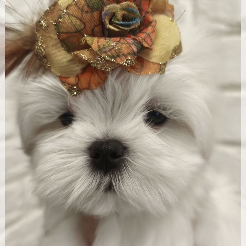 Мальтезе Корея девочка