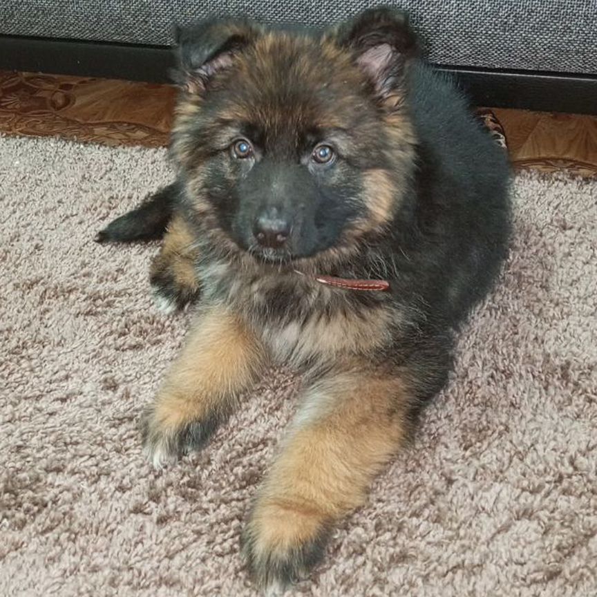 Немецкая овчарка, щенок