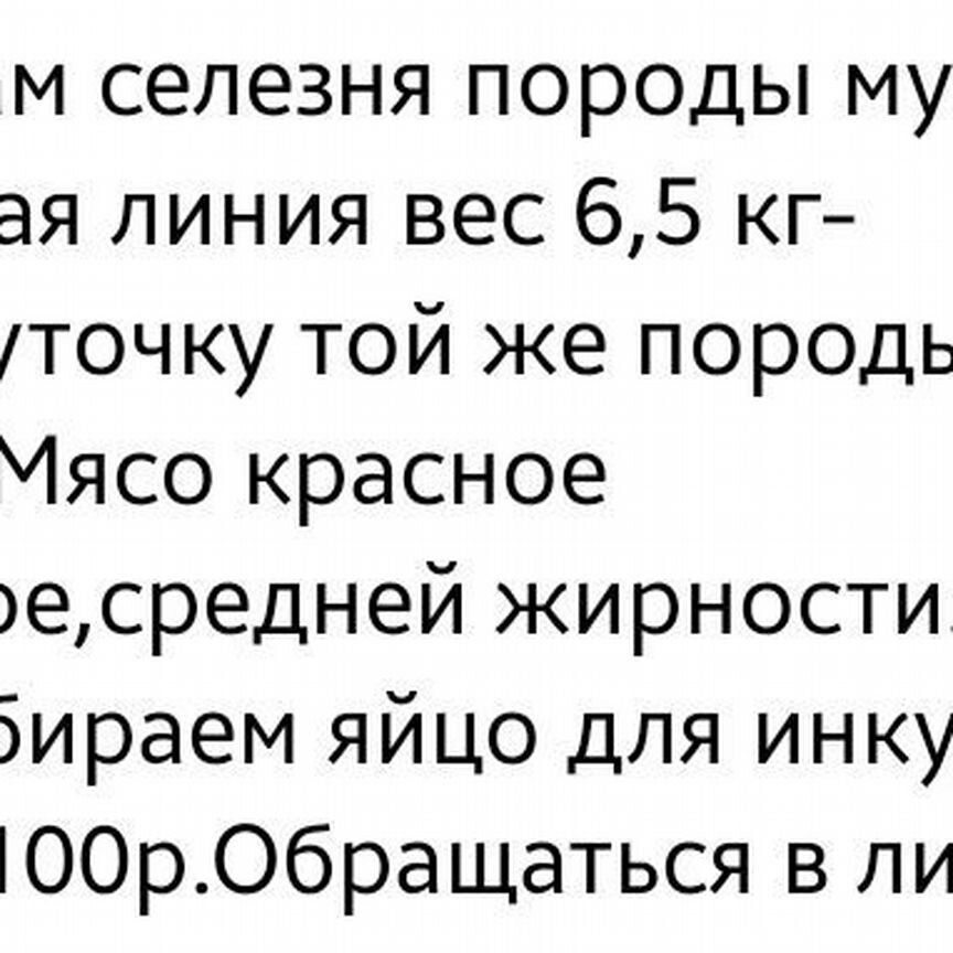 Мускусная утка