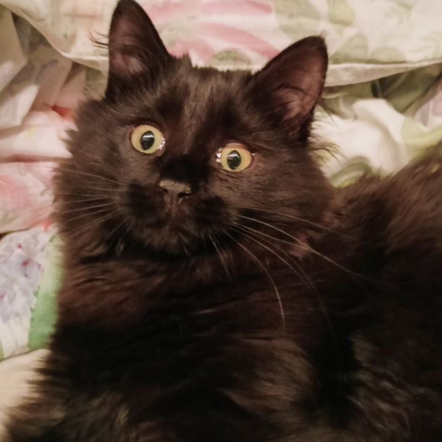 Черный котенок девочка 4 мес