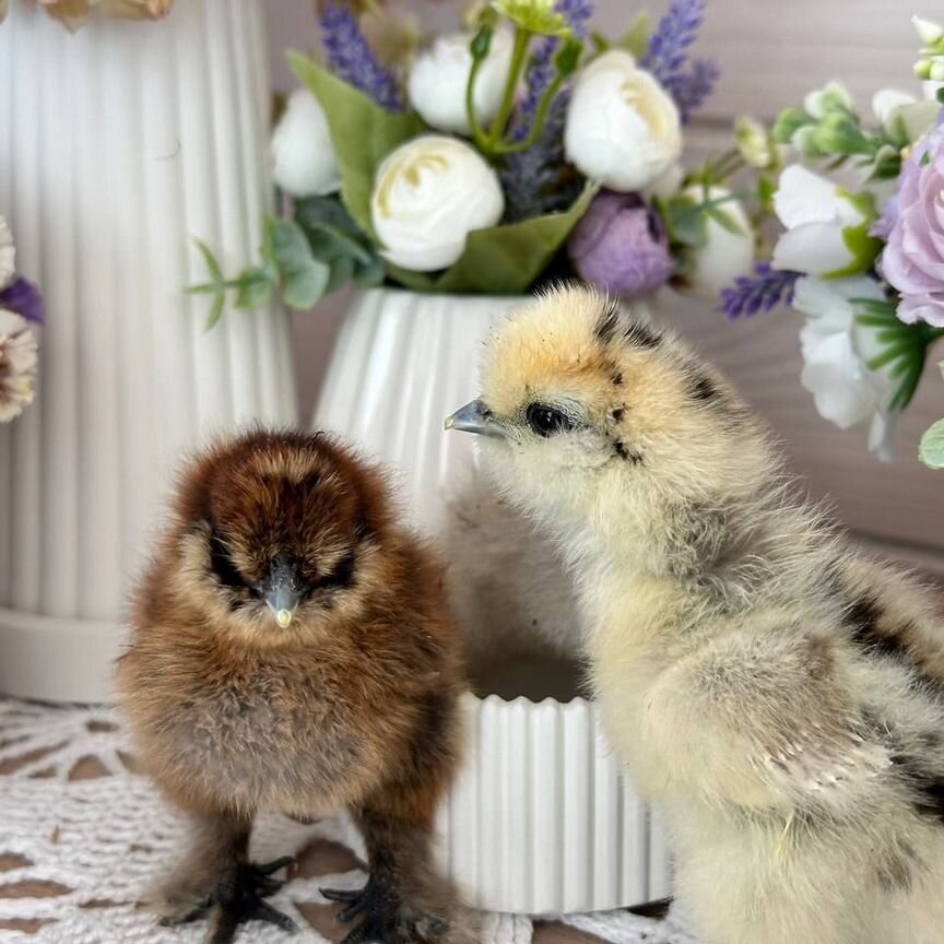 Китайский шелковые цыплята