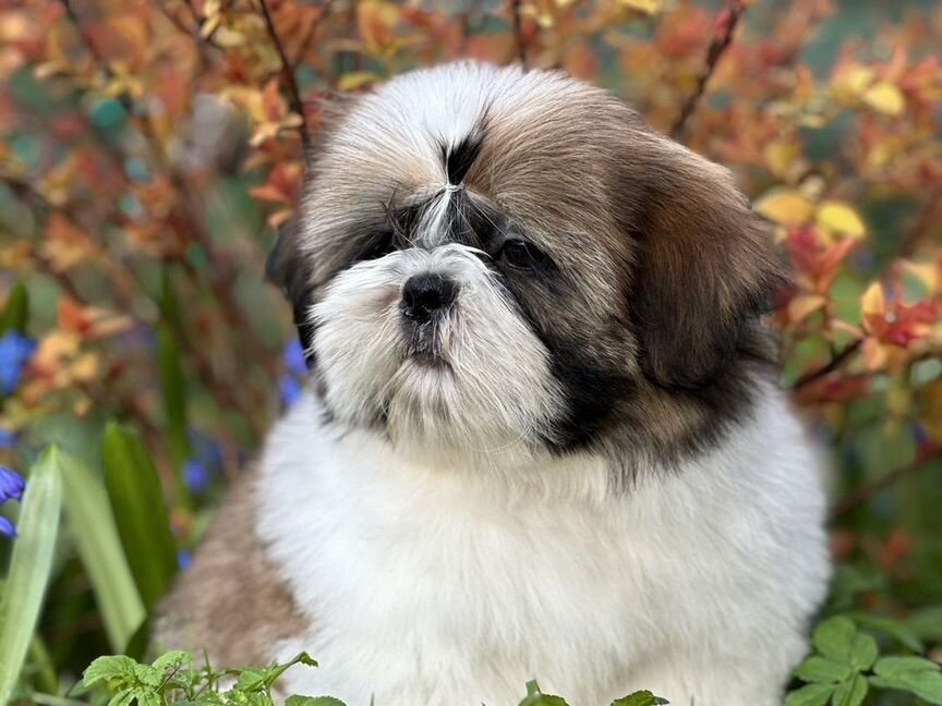 Мальчик ши-тцу