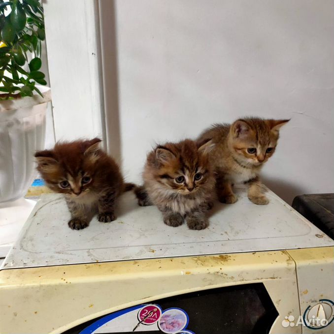 Милые домашние котята в хорошие руки