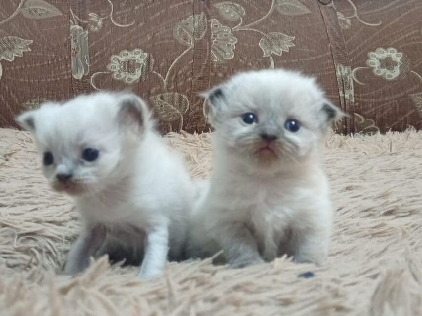 Вислоухие котята