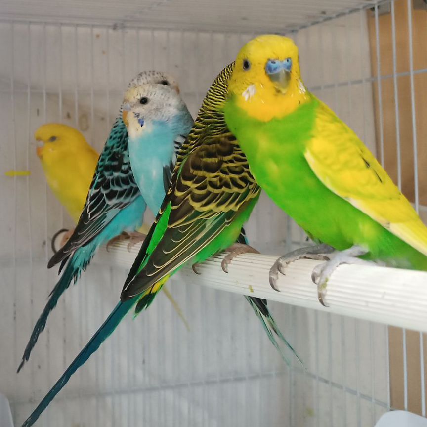 Волнистый попугай