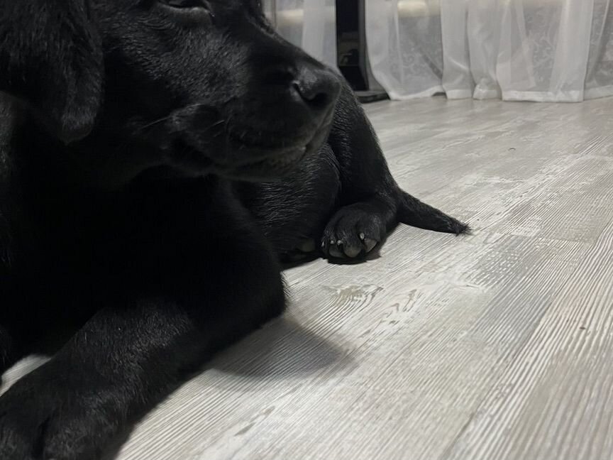 Щенки лабрадора черные