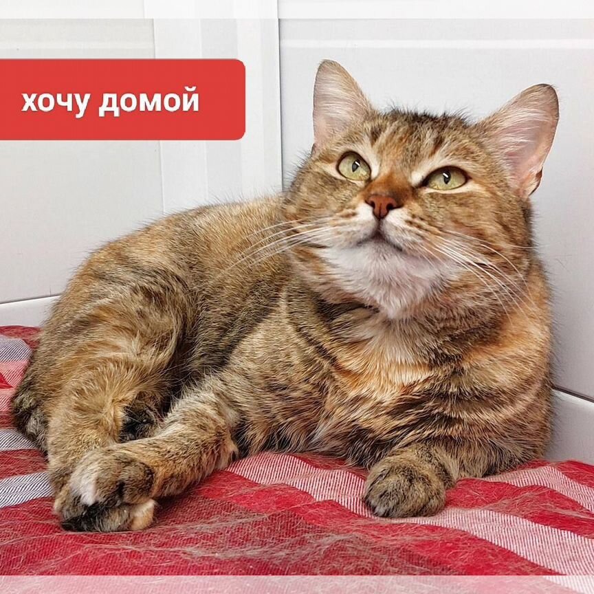 Взрослая, Девочка кошка в добрые руки